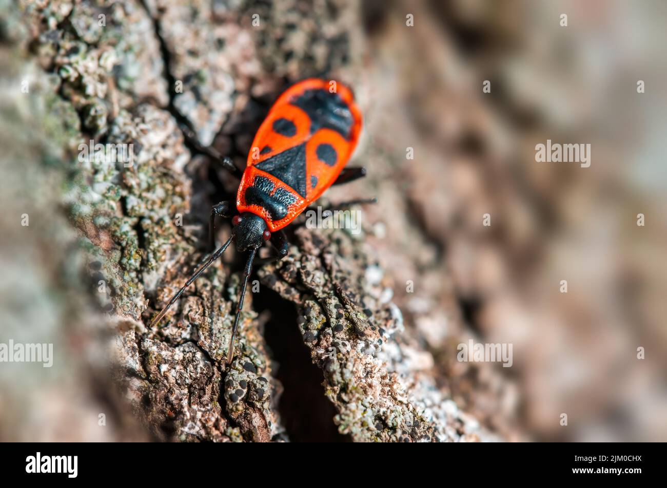 a fire bug sits on the bark of a tree Stock Photo - Alamy