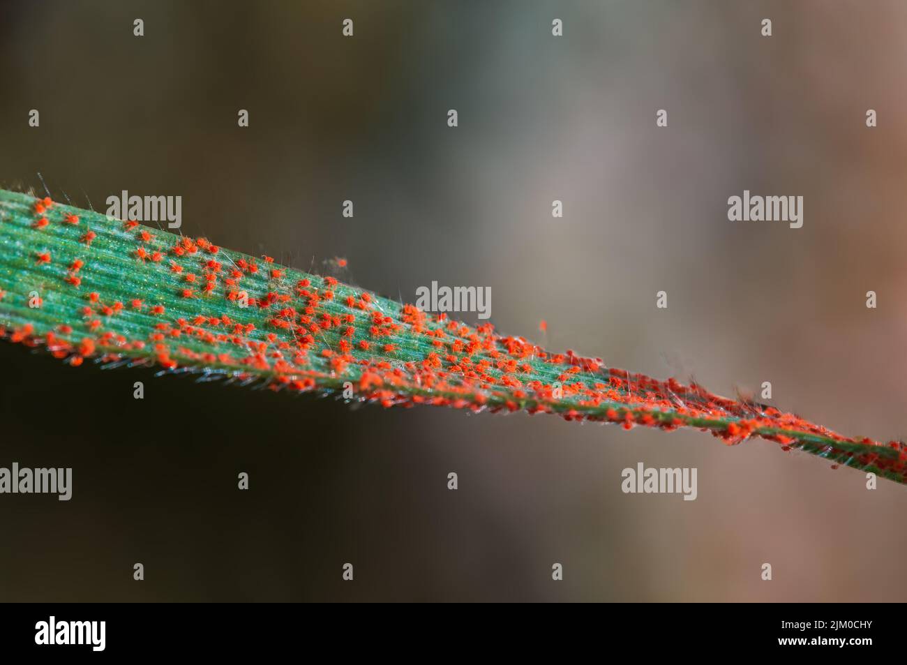 red spider mites sit in a spider web Stock Photo - Alamy