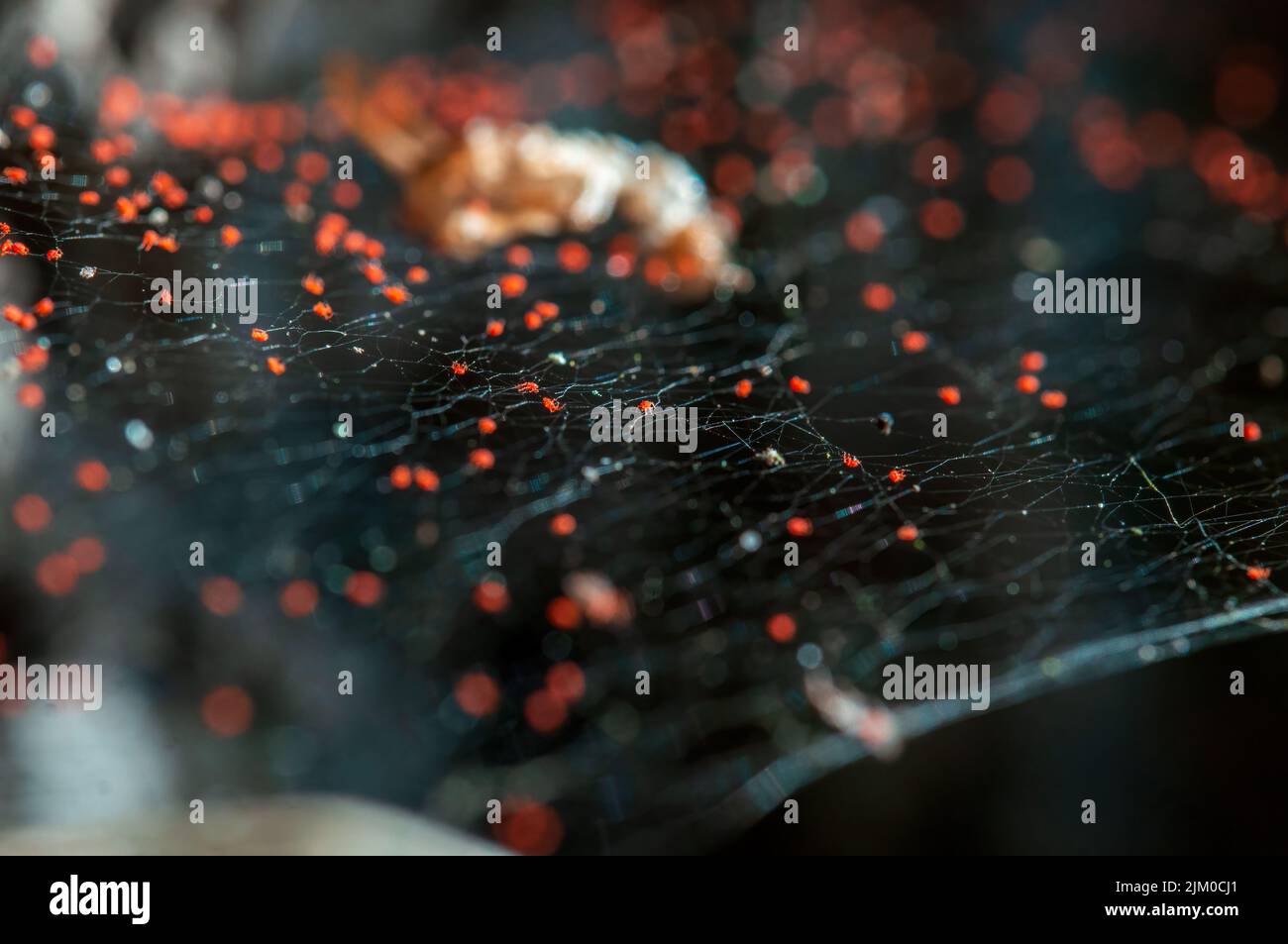 red spider mites sit in a spider web Stock Photo - Alamy