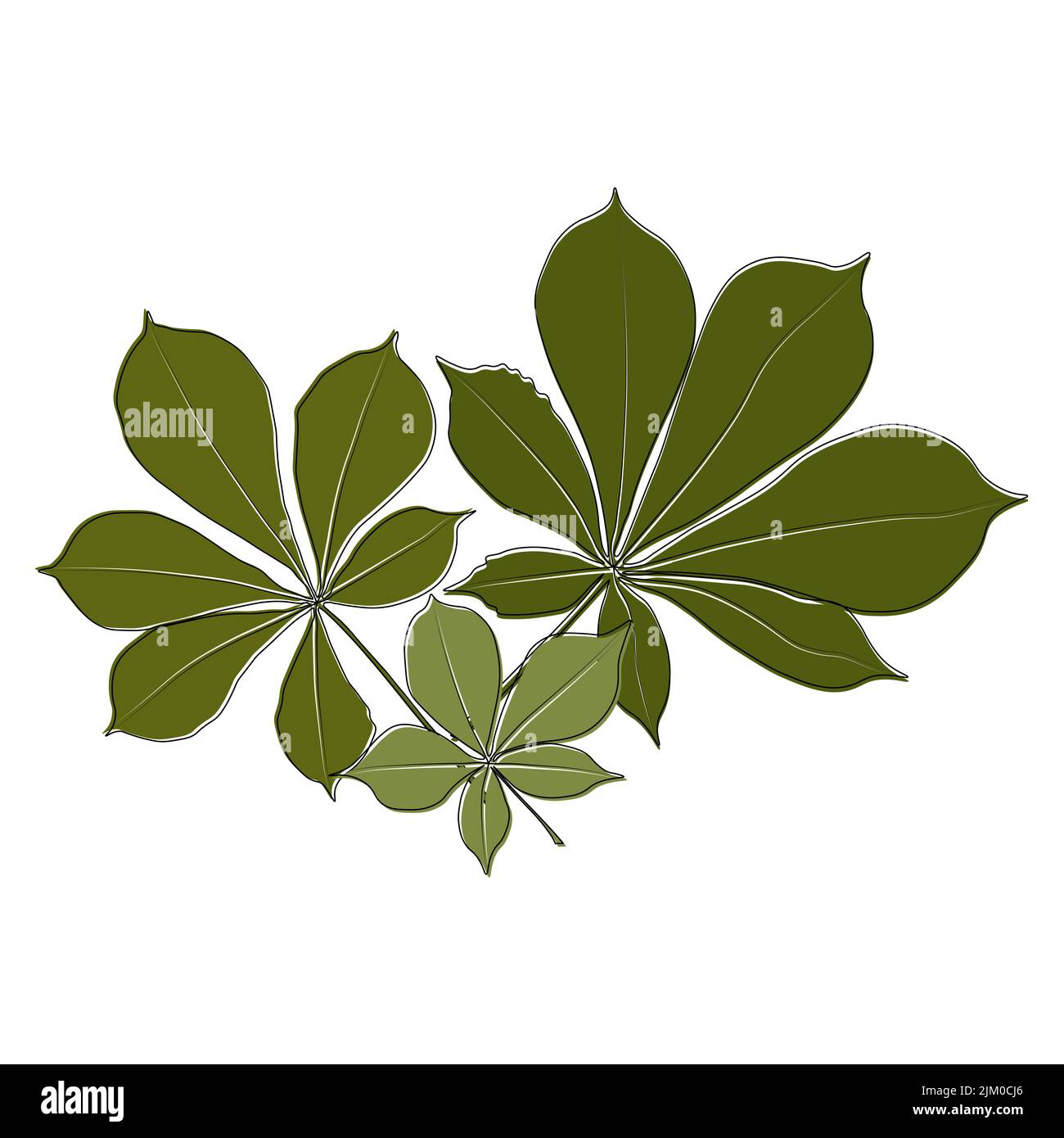 Set of vector chestnut leaf outline and coloured icon. Simple chestnut ...