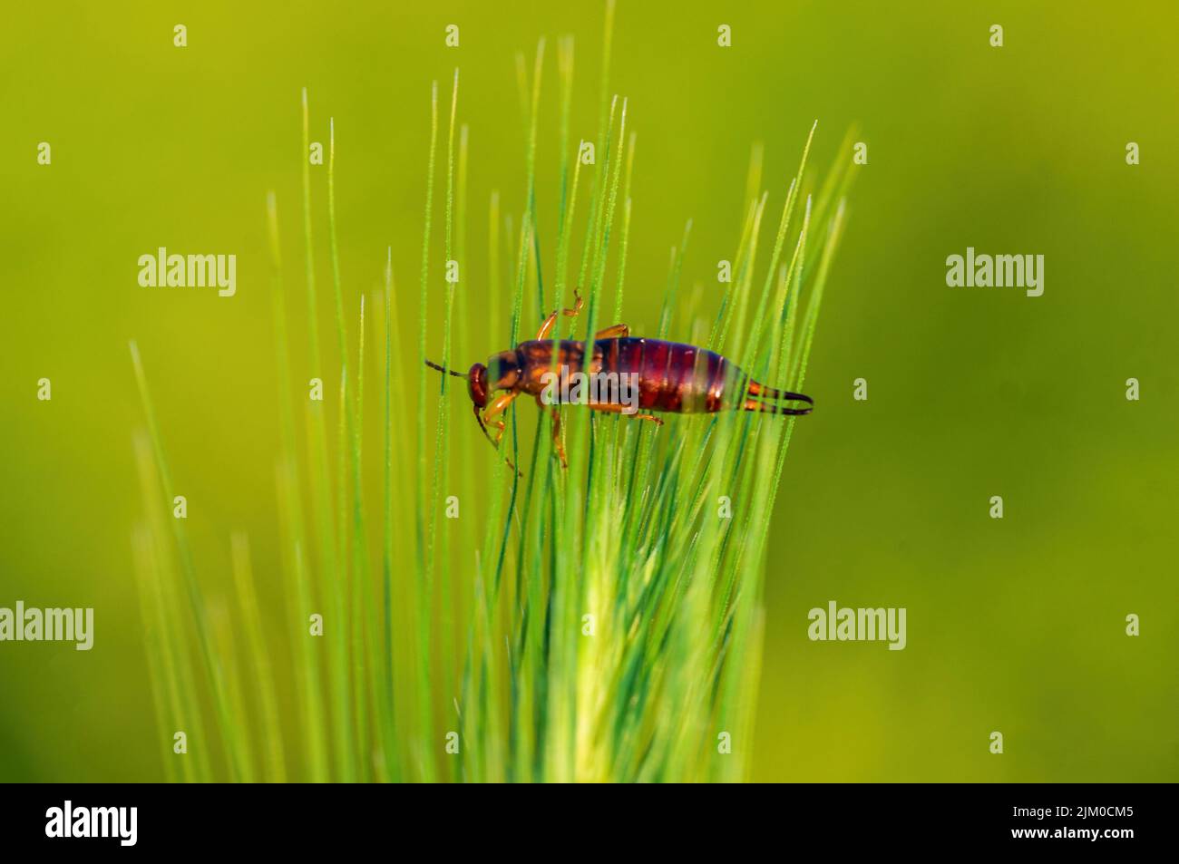 Earwig natural habitat hi-res stock photography and images - Alamy