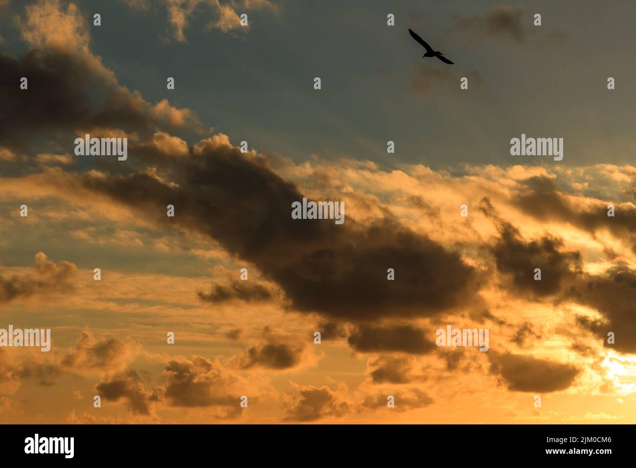Abstract nature flying bird hi-res stock photography and images - Alamy