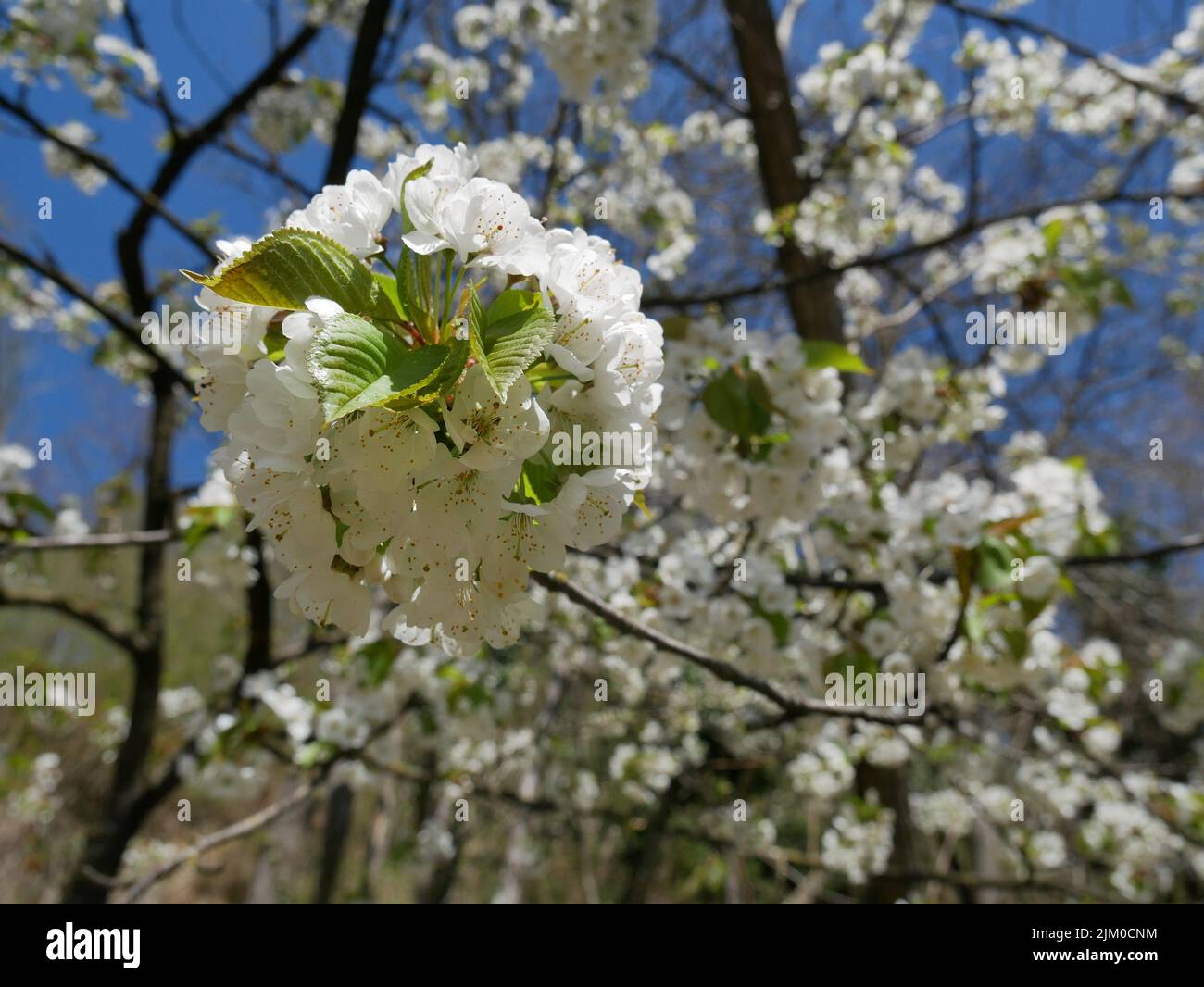 A beautiful Cherry blossom tree with white flowers in springtime ...