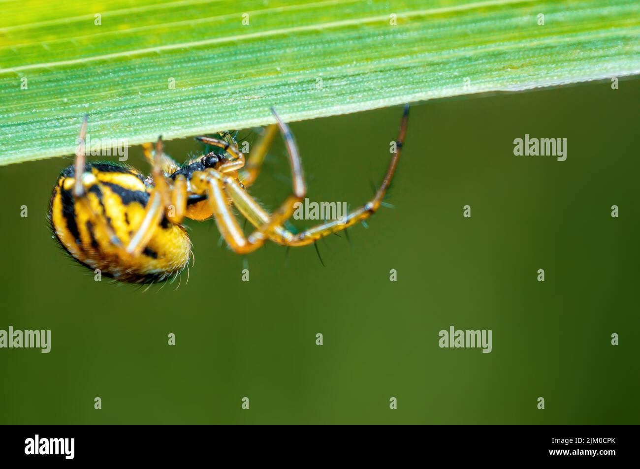 a small spider is waiting for its prey on a blade of grass Stock Photo ...
