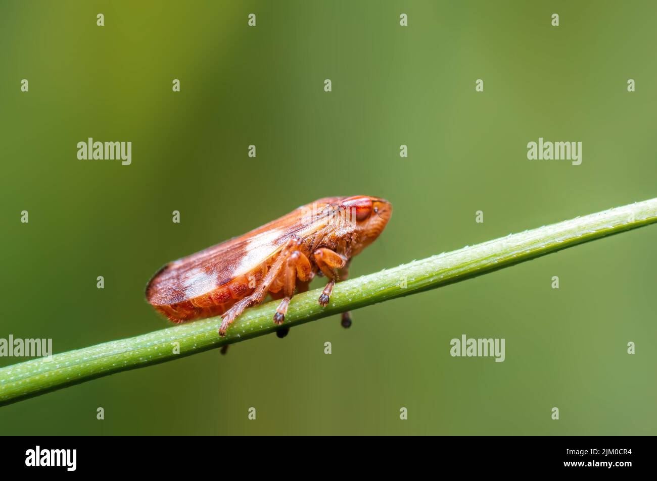 Cicada at their natural habitat hi-res stock photography and images - Alamy