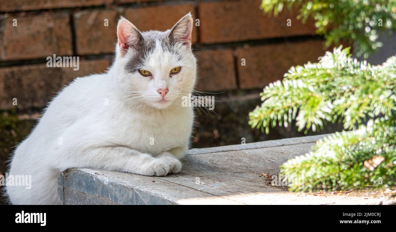 A white stray cat with an angry face outdoors Stock Photo - Alamy