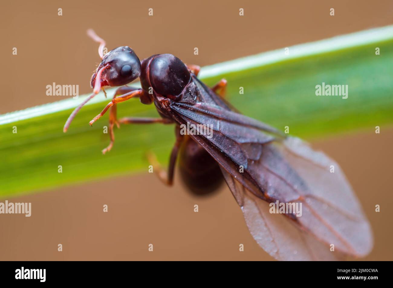 Big black ant hi-res stock photography and images - Alamy