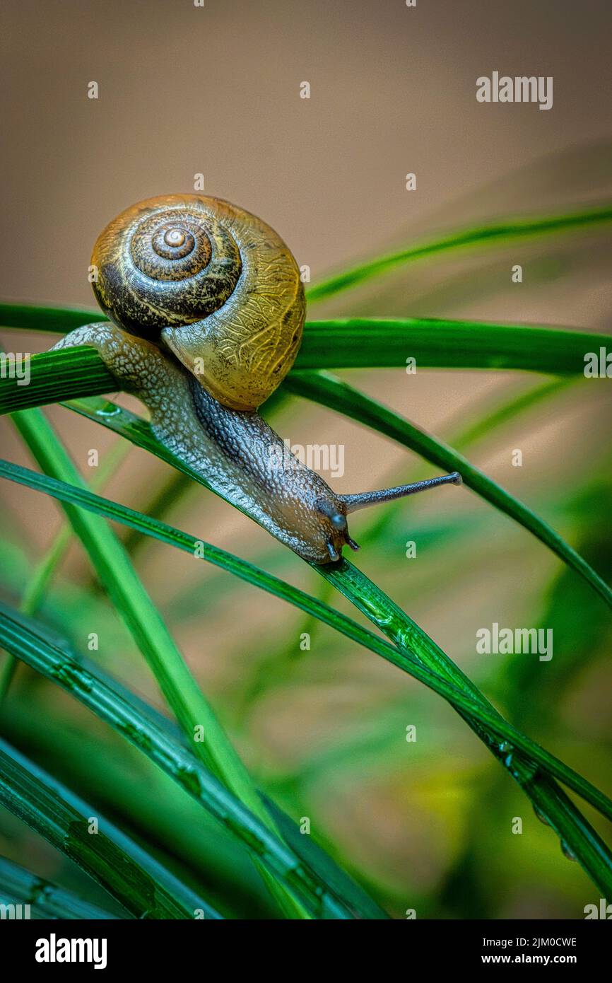 A closeup shot of a snail on green foliage Stock Photo - Alamy