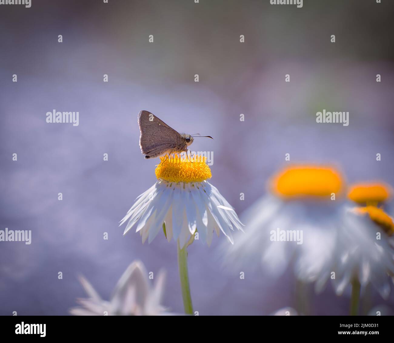 Tiny butterfly hi-res stock photography and images - Alamy