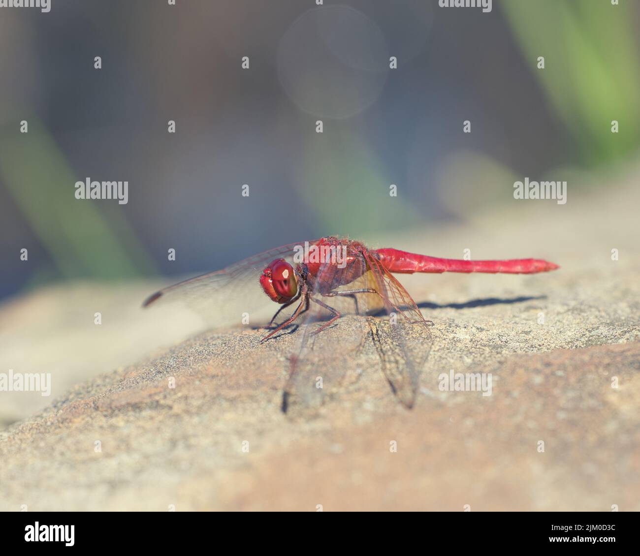Odonata eye hi-res stock photography and images - Alamy