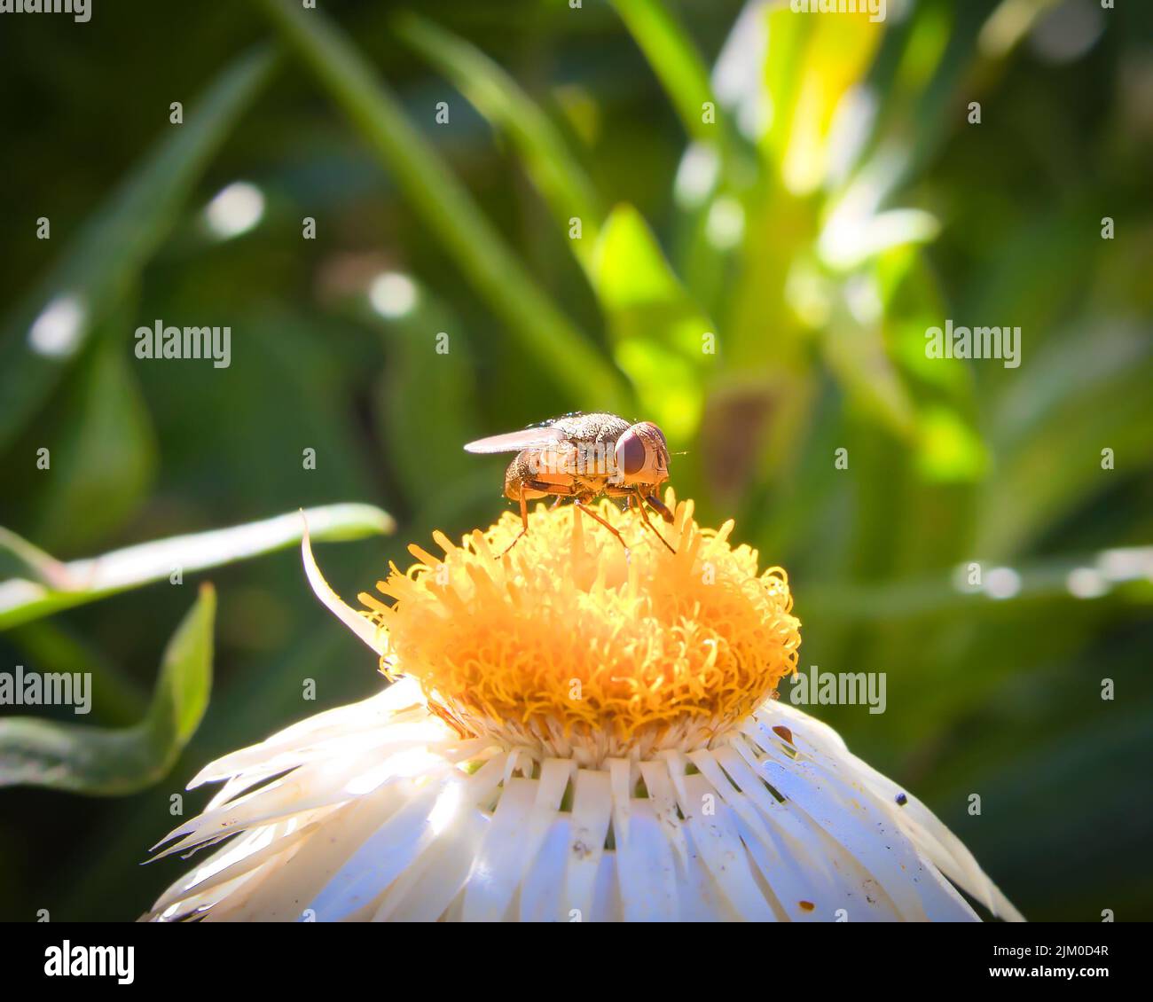 Beautiful white daisy with bee hi-res stock photography and images - Alamy
