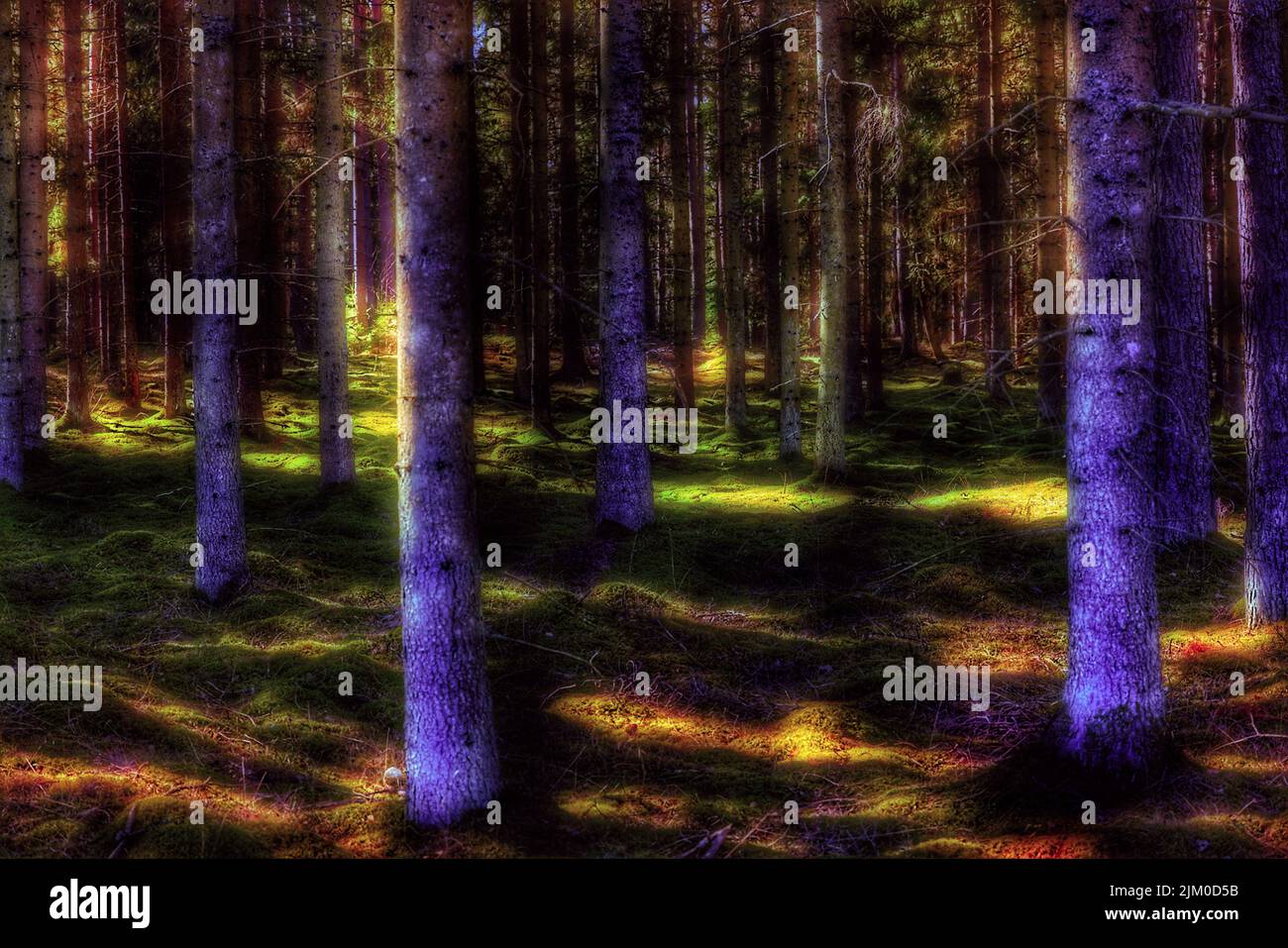 A mystic view of a path through the woods partially lit by the sunlight ...