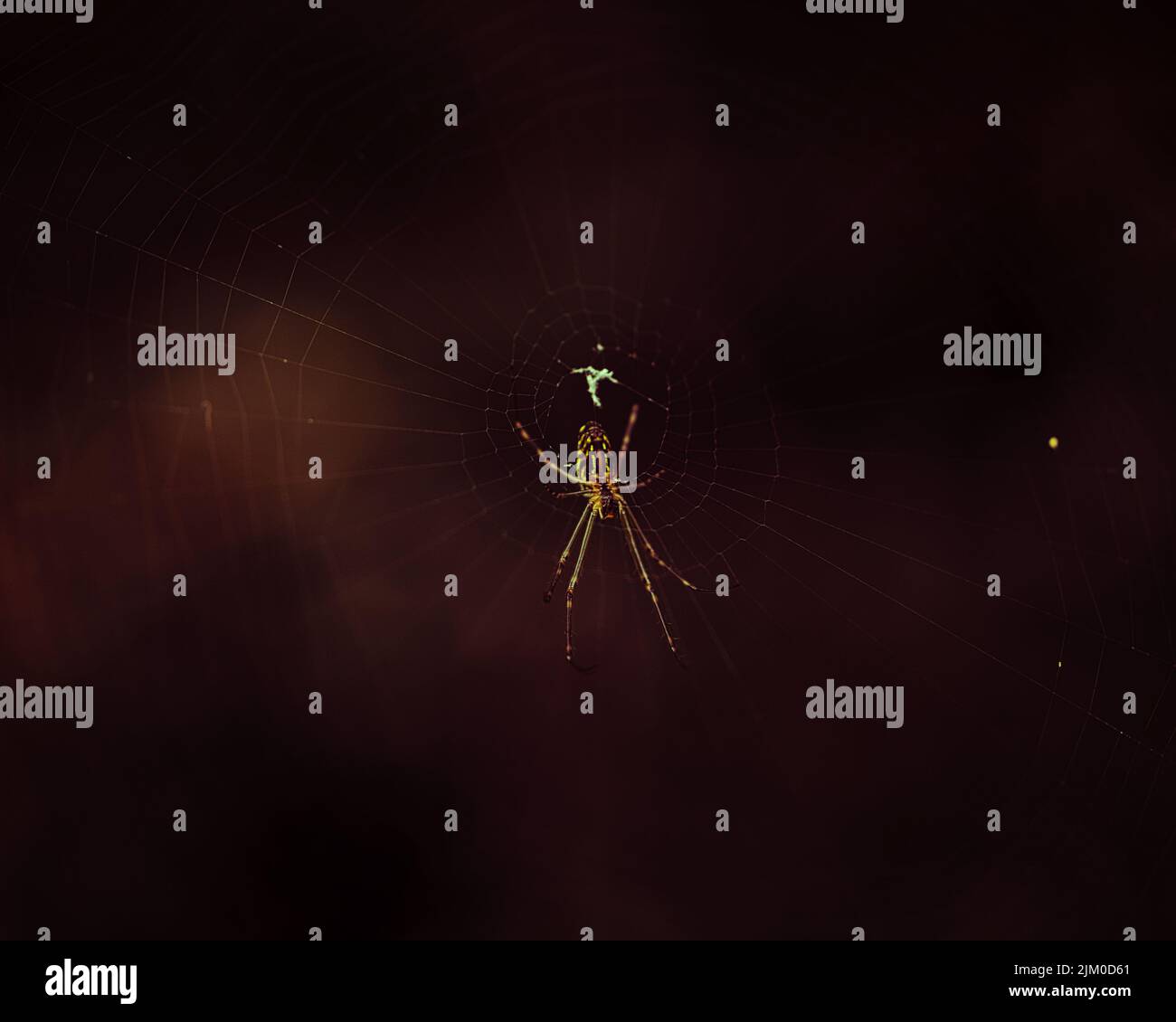 A small spider spinning a web on a dark background Stock Photo - Alamy