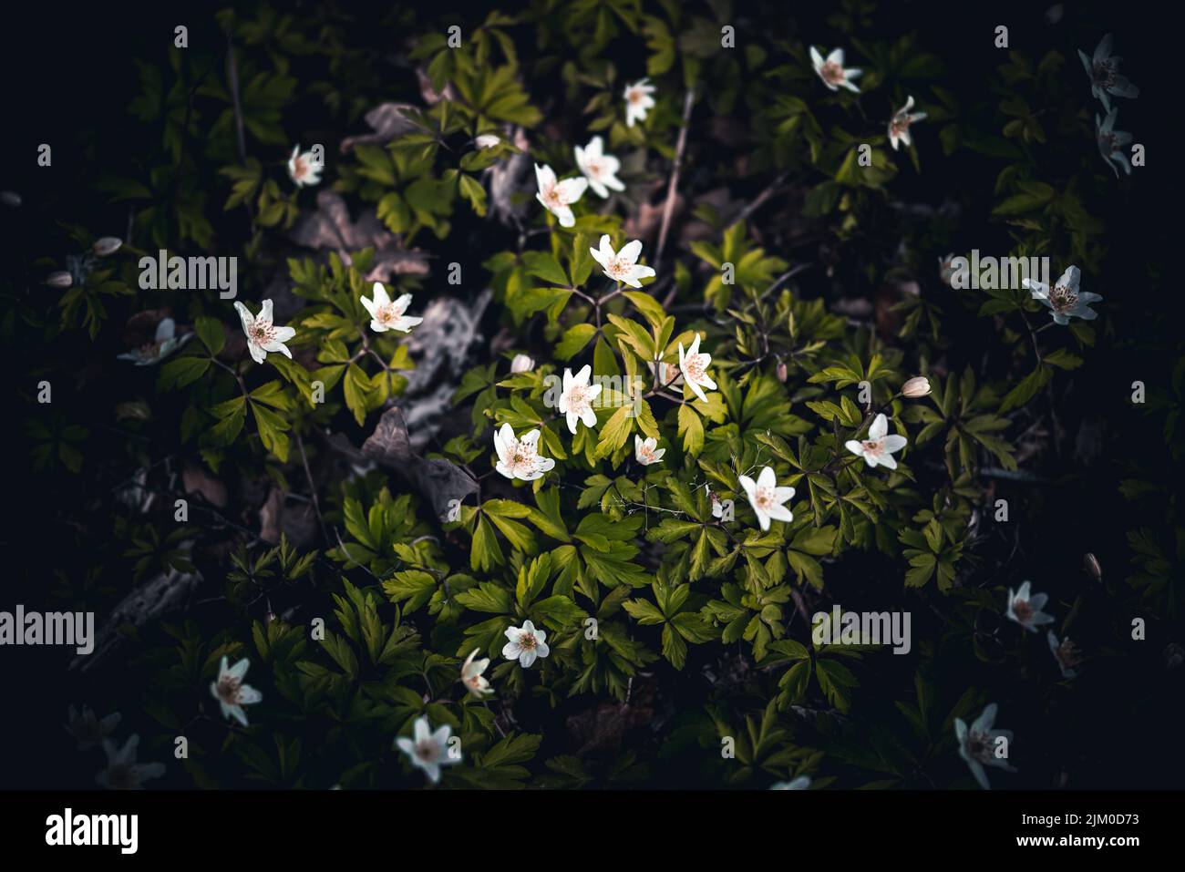 A top view of Wood anemone flowers with green leaves Stock Photo - Alamy
