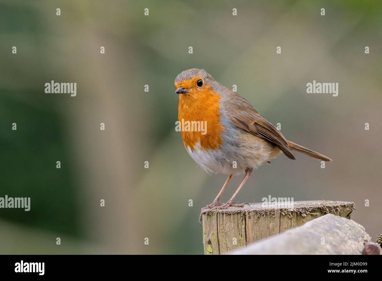 A closeup shot of a European robin bird perched on a wooden stump Stock ...