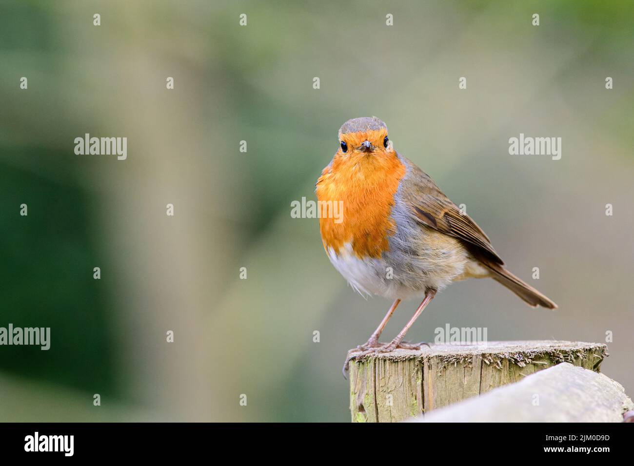 A closeup shot of a European robin bird perched on a wooden stump Stock ...