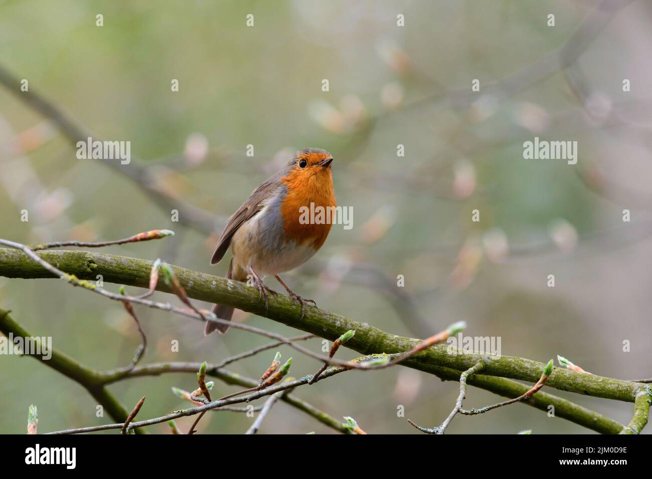 A closeup shot of a European robin bird perched on a branch Stock Photo ...