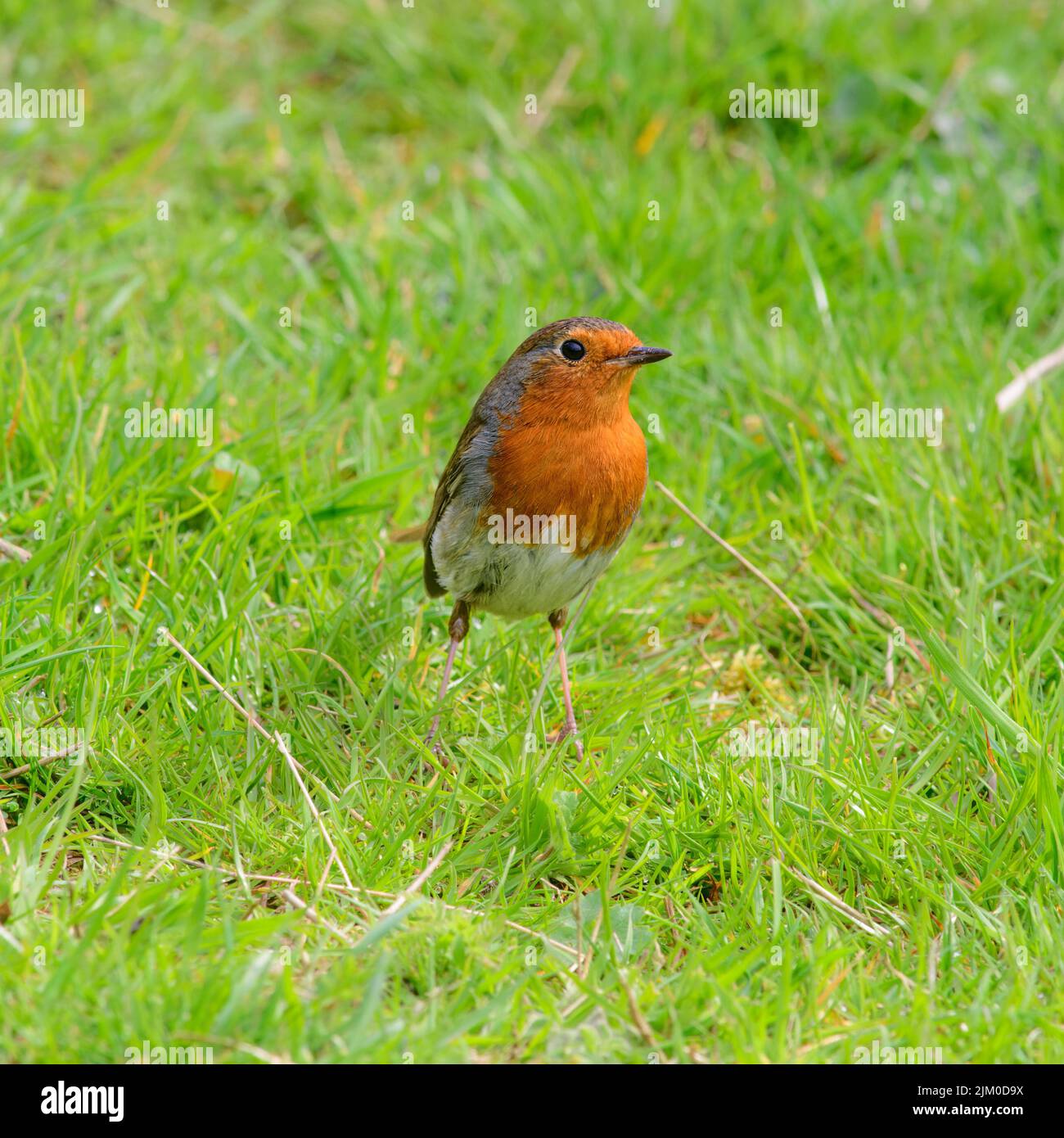 A closeup shot of a European robin bird perched on a field Stock Photo ...