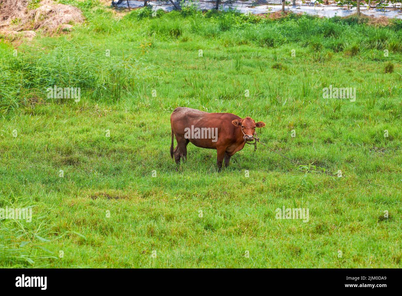 Ox eating grass on farm hi-res stock photography and images - Alamy