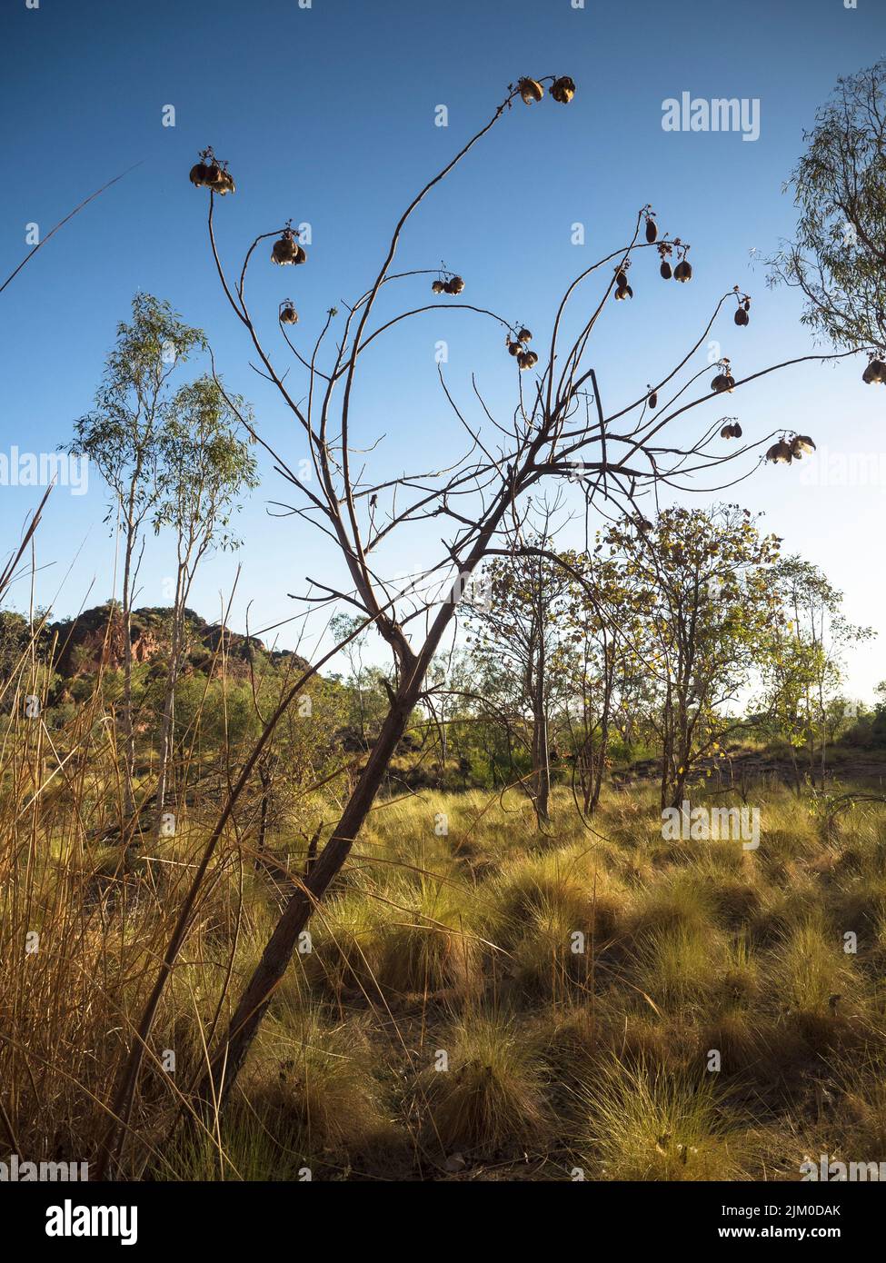 Kapok Bush (Cochlospermum fraseri) in front of the sandstone karst ...