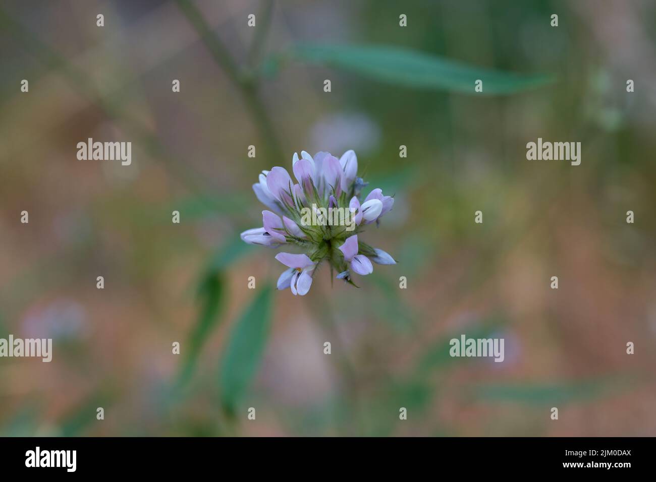 A closeup of a clover flower in a field Stock Photo - Alamy