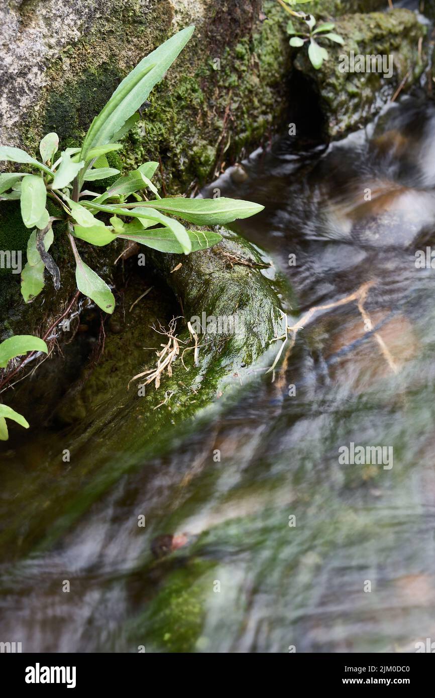A plant growing between a rock and the water Stock Photo - Alamy