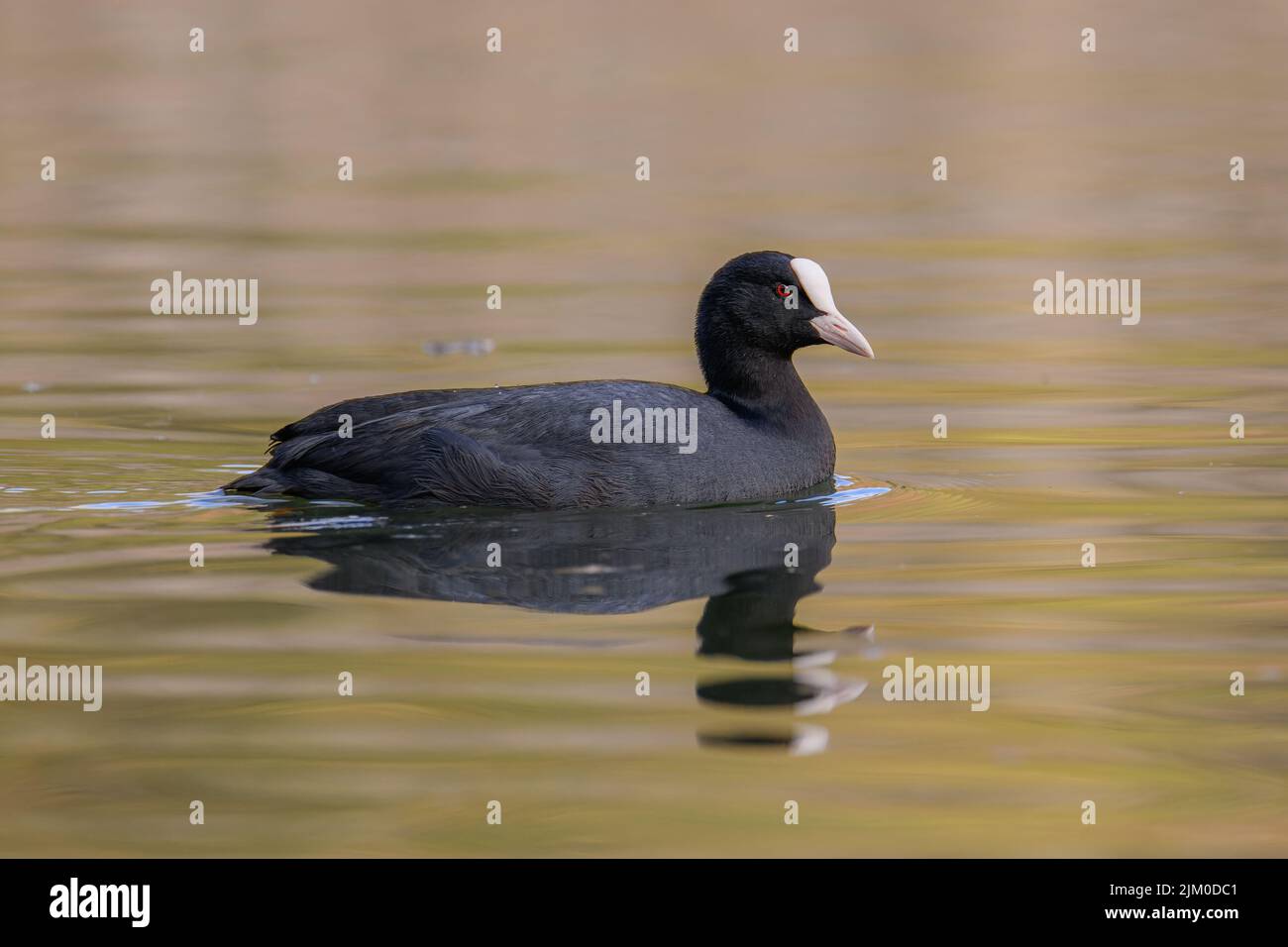 Black coot swimming in lake animal wildlife hi-res stock photography ...
