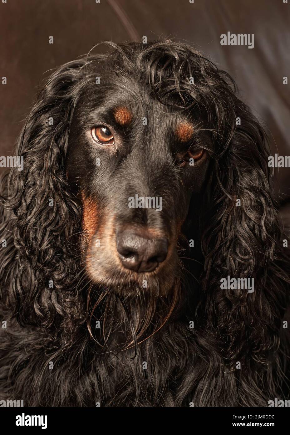 Curly dog hi-res stock photography and images - Alamy