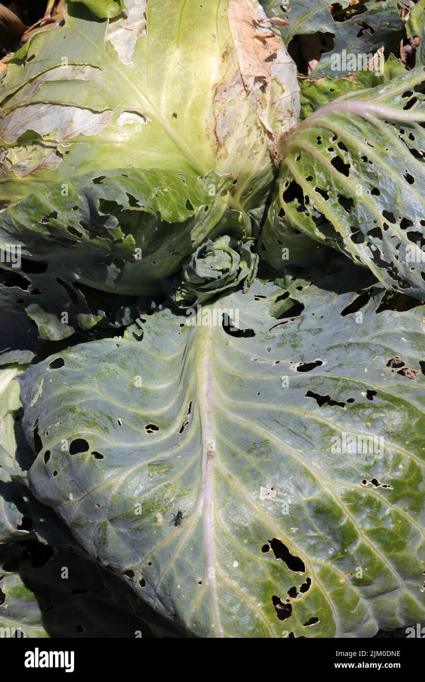 Cabbage field has been damaged by disease Stock Photo - Alamy