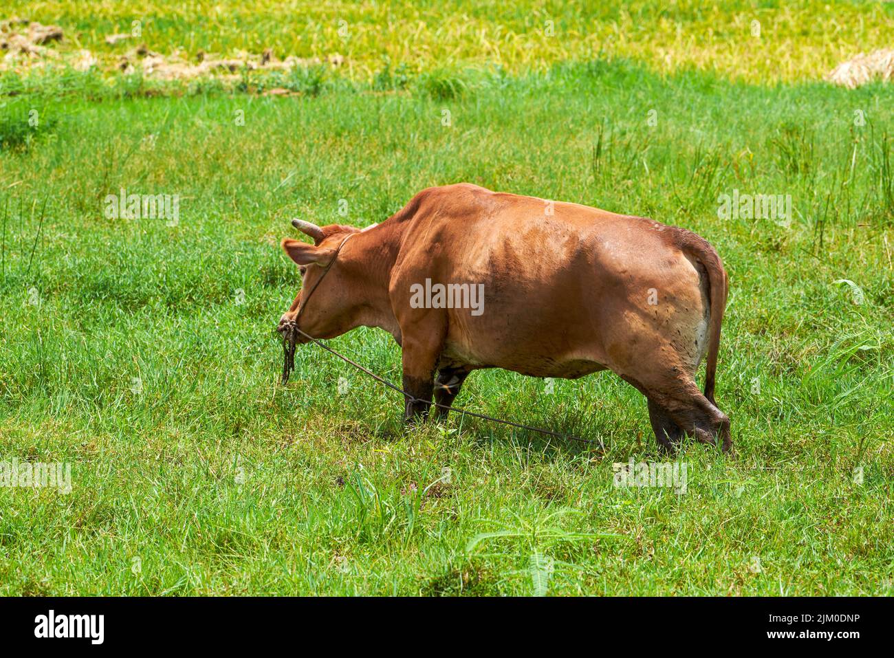 Cow on the field in the countryside Stock Photo - Alamy
