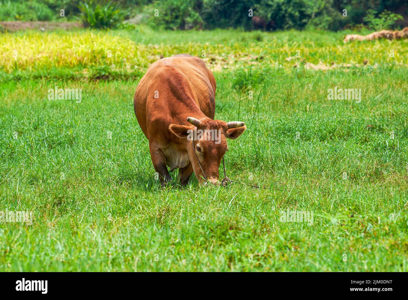Cow on the field in the countryside Stock Photo - Alamy