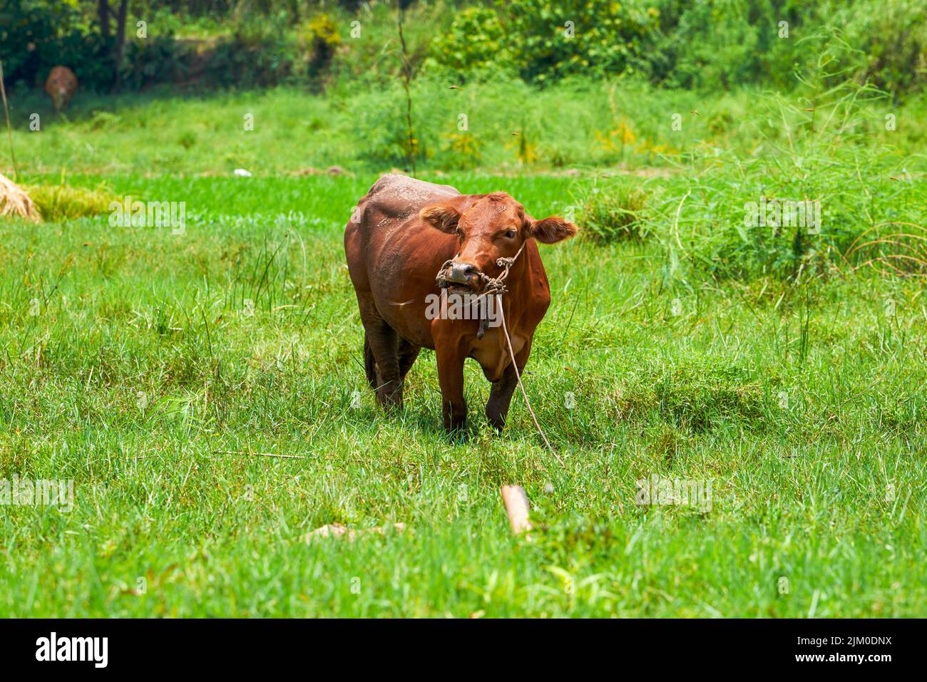 Cow on the field in the countryside Stock Photo - Alamy