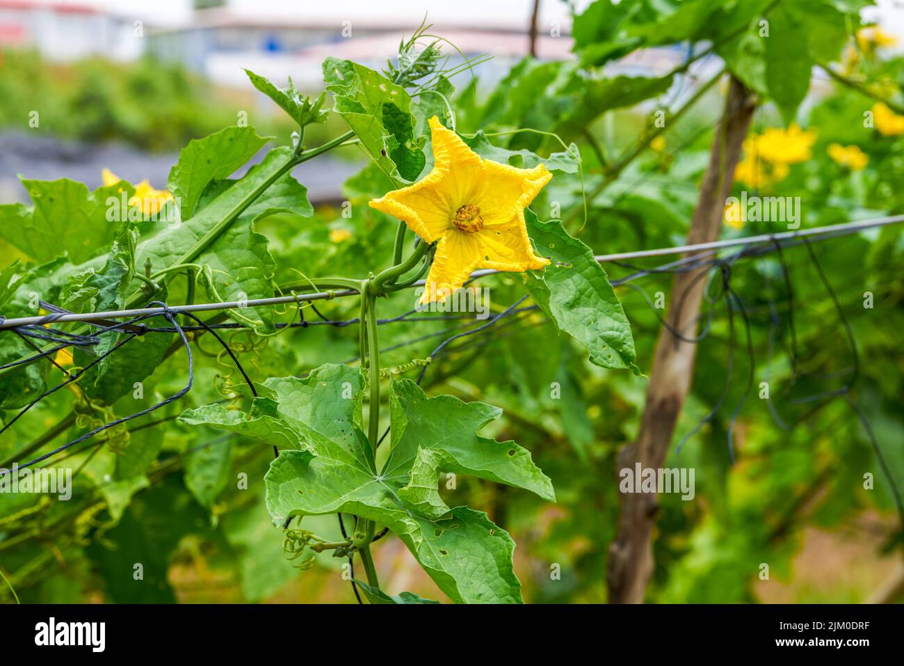 Yellow wax gourd flowers blooming in a farm greenhouse Stock Photo - Alamy