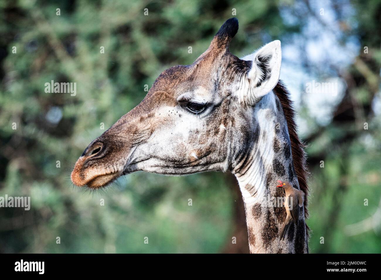 Oxpecker on a giraffe hi-res stock photography and images - Alamy