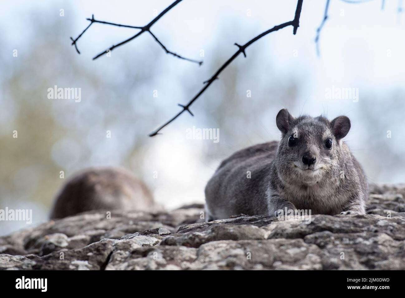 Rock rabbit hi-res stock photography and images - Alamy