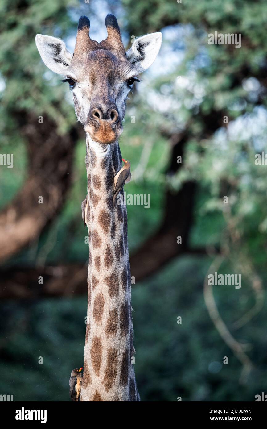 Oxpecker on a giraffe hi-res stock photography and images - Alamy