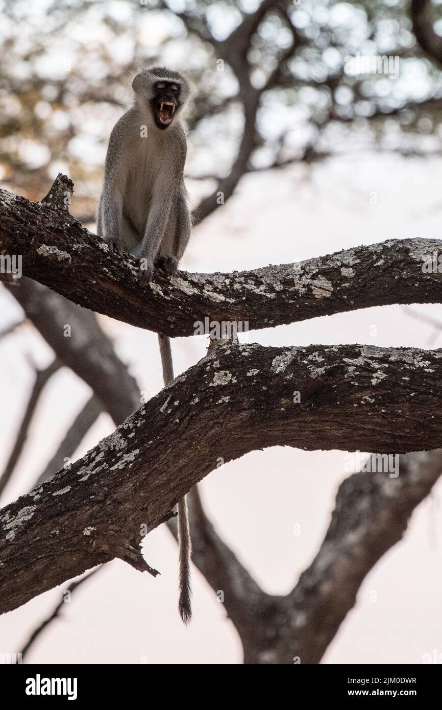 Angry tree hi-res stock photography and images - Alamy