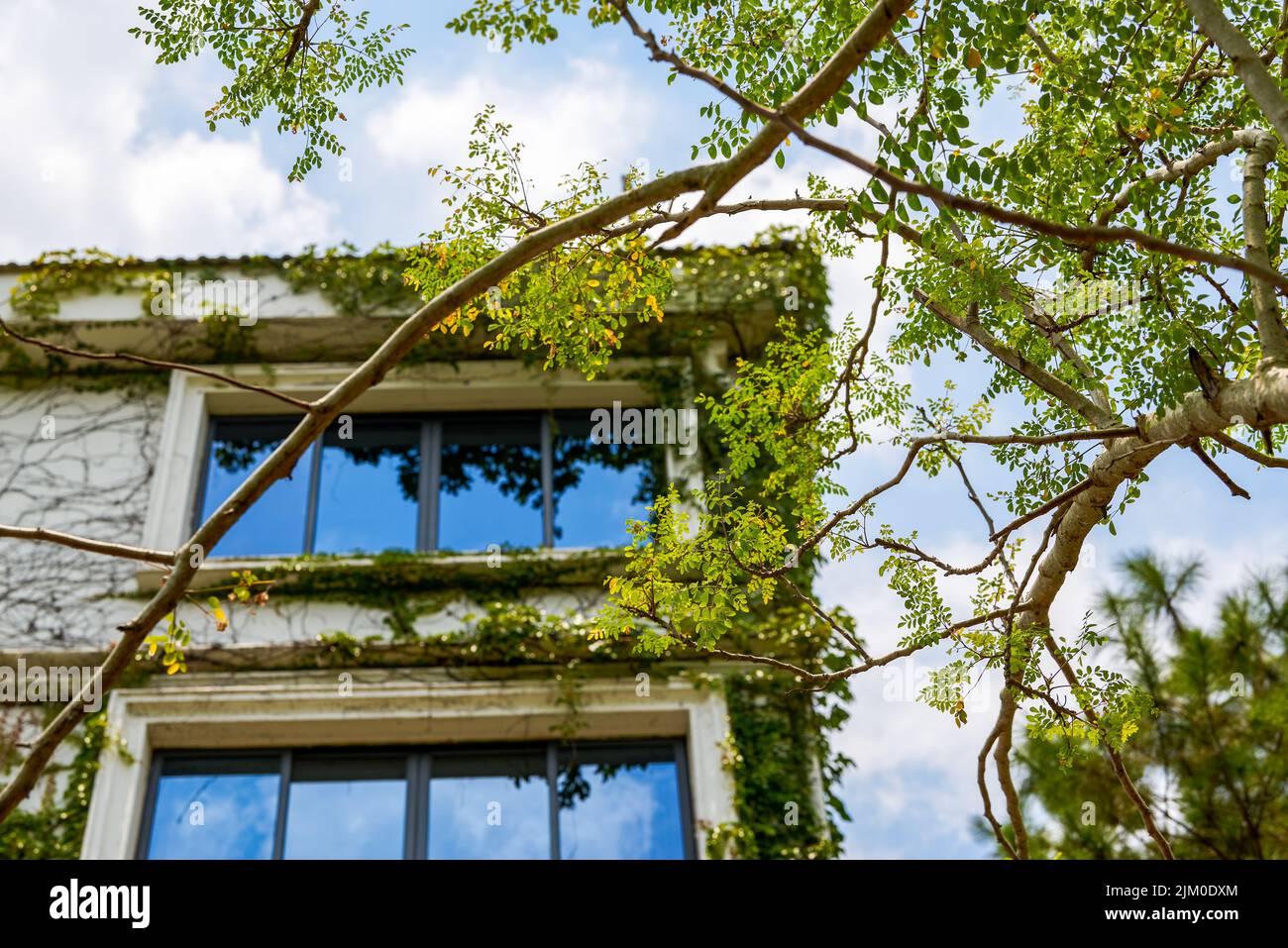 Building covered with vines and creepers Stock Photo - Alamy