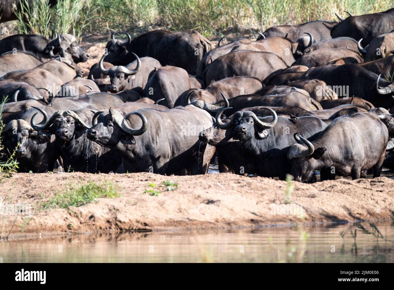 A large gang of African buffaloes - Syncerus caffer Stock Photo - Alamy
