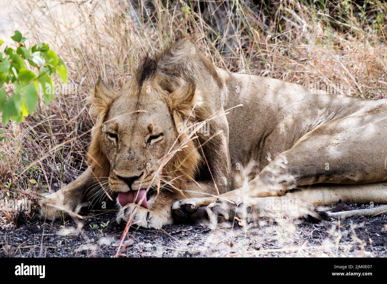 Lion feet hi-res stock photography and images - Alamy
