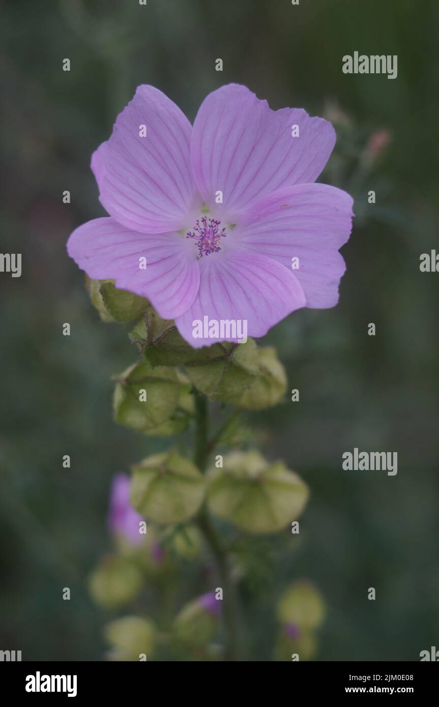 A beautiful flower of cut-leaved mallow in the blurred background Stock ...