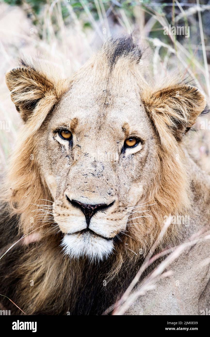 Male lion face closeup hi-res stock photography and images - Alamy