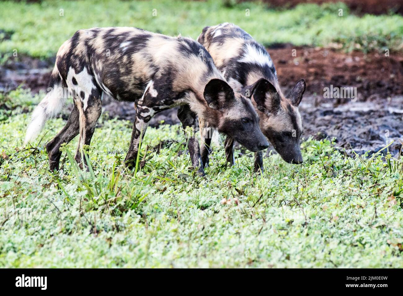 A closeup shot of two African wild dogs - Lycaon pictus Stock Photo - Alamy