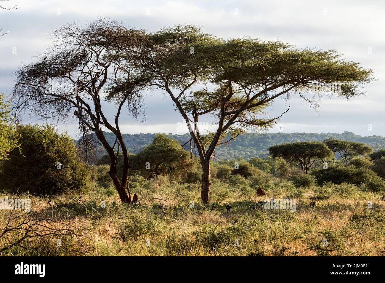 A umbrella thorn acacia (Vachellia tortilis) tree in a safari Stock ...