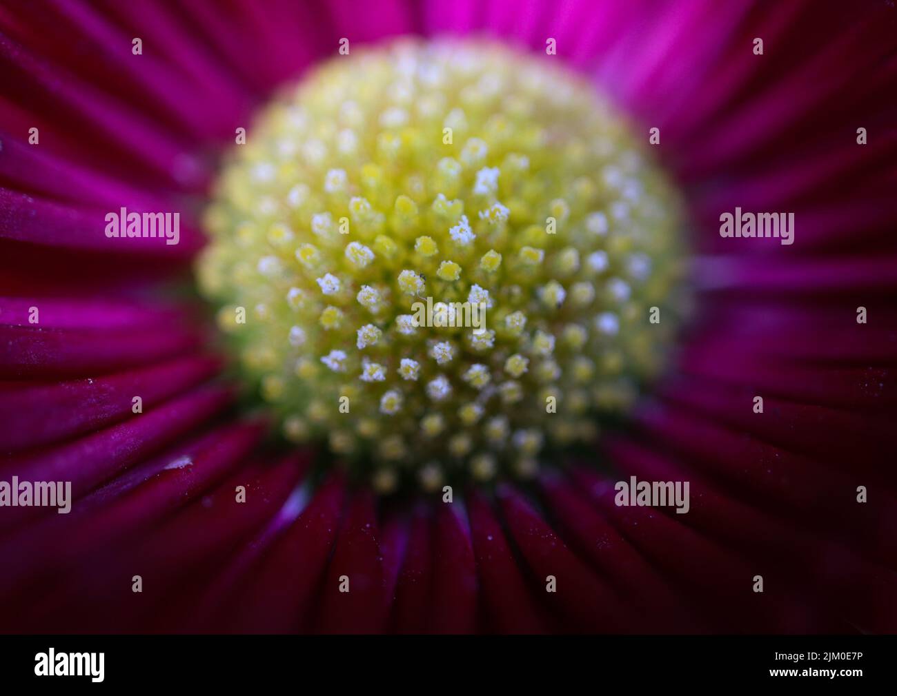 Pink ovary hi-res stock photography and images - Alamy
