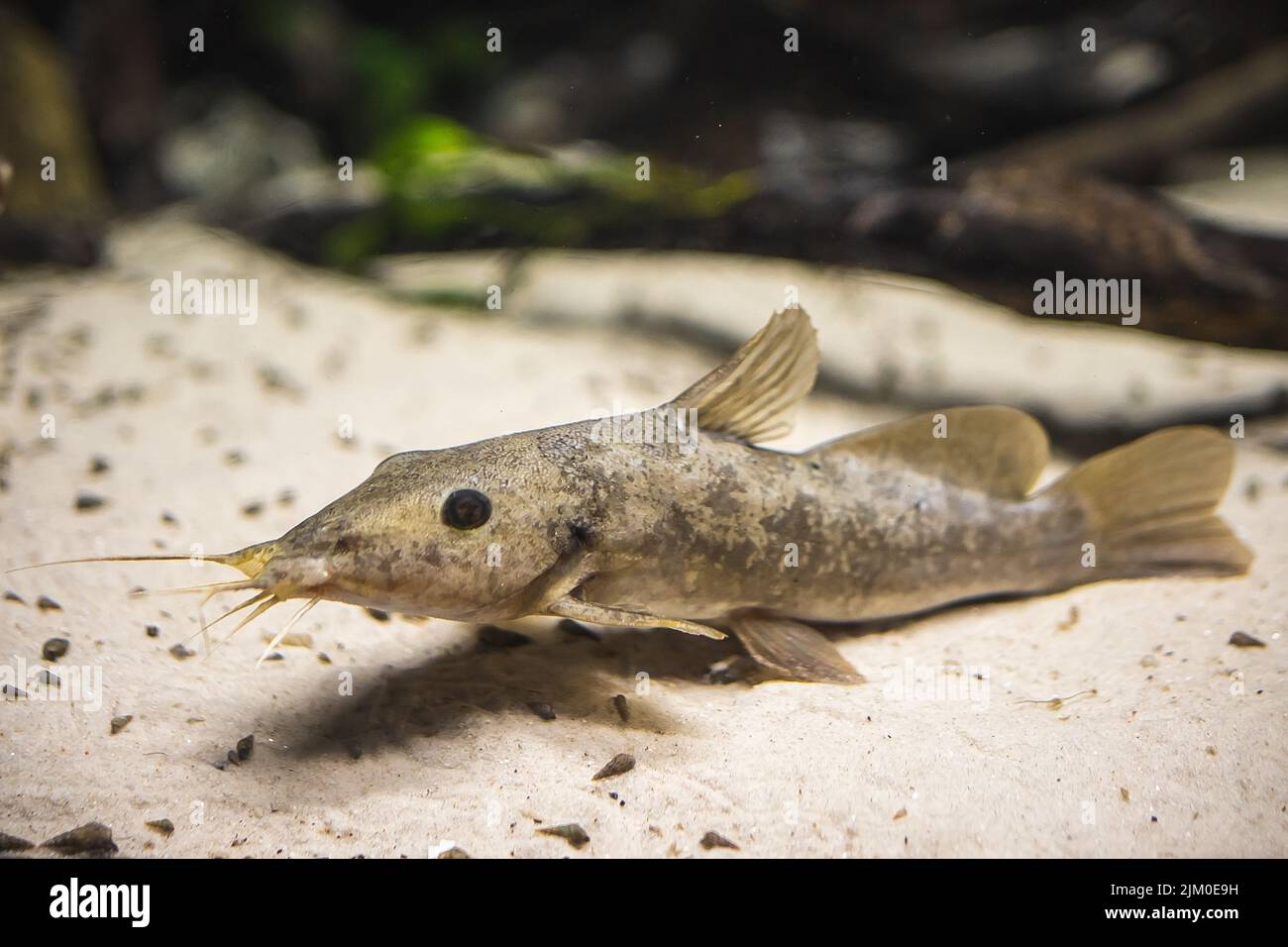 Congo River Basin Fish