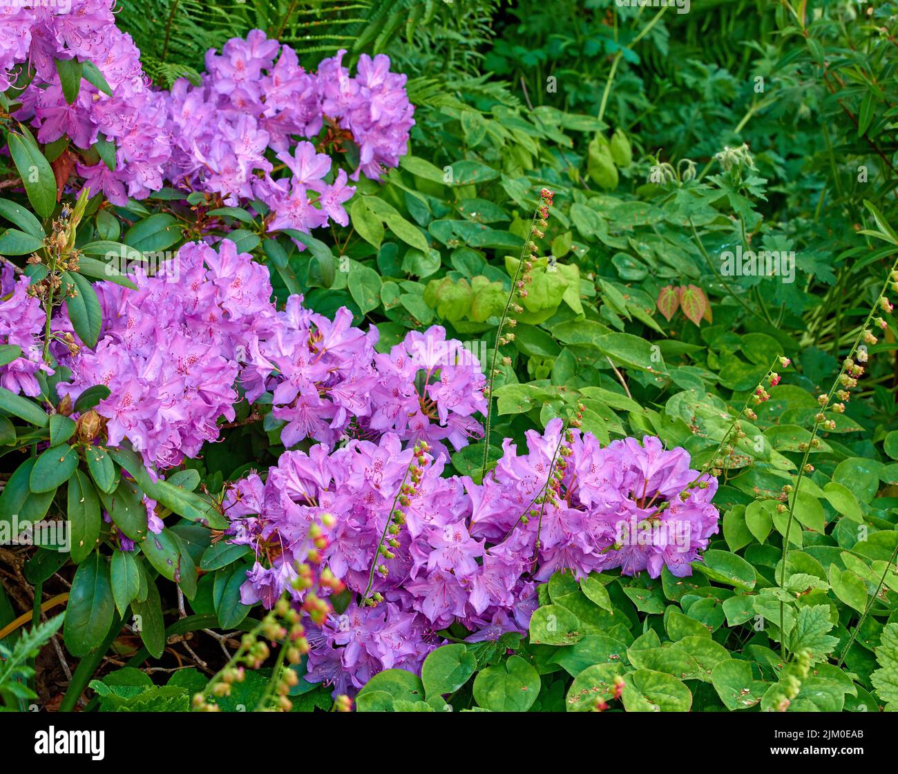 Purple Rhododendron Flowers. A series of Purple Rhododendron in my ...