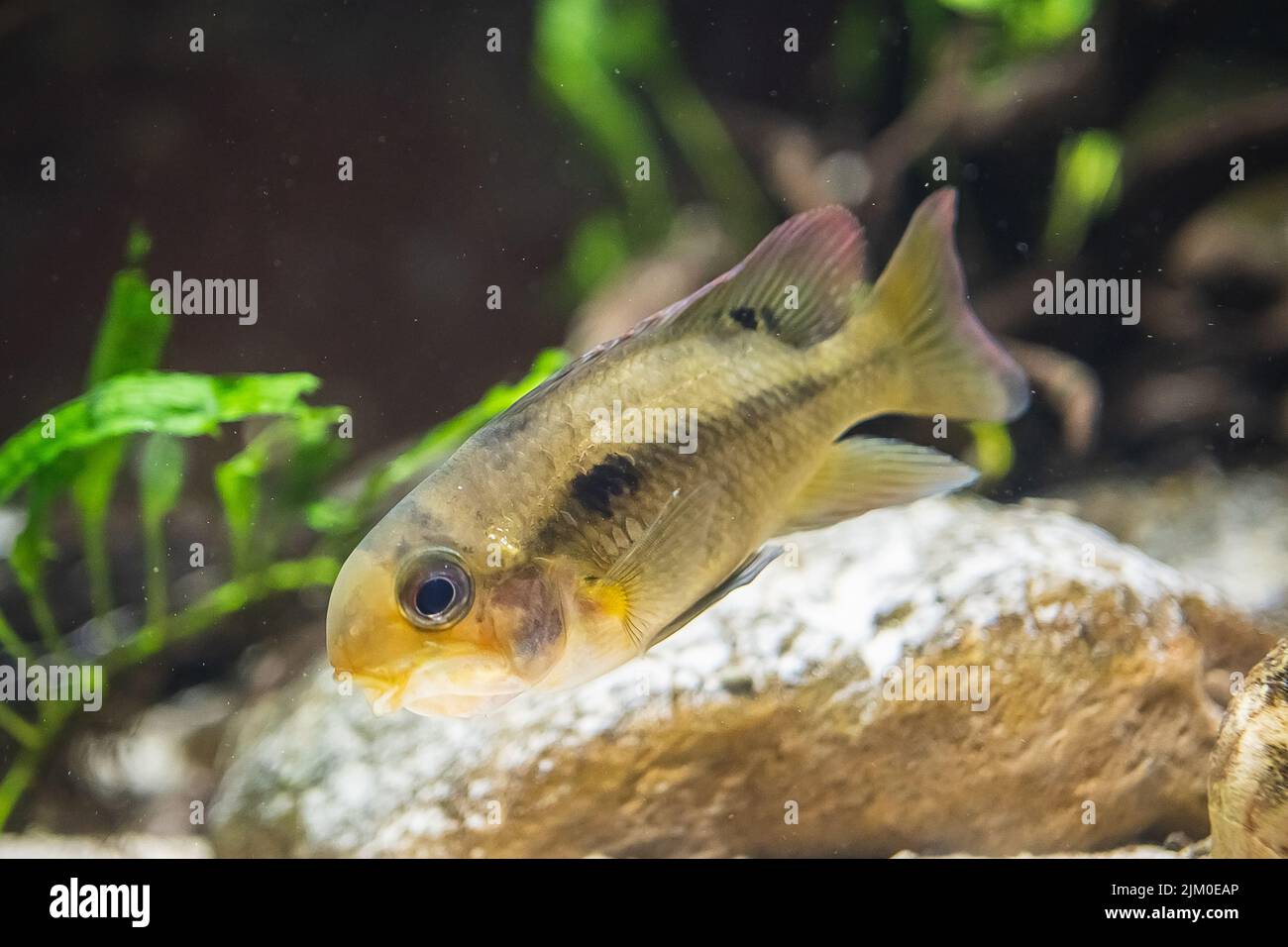 A closeup shot of an African cichlid fish swimming underwater in the ...