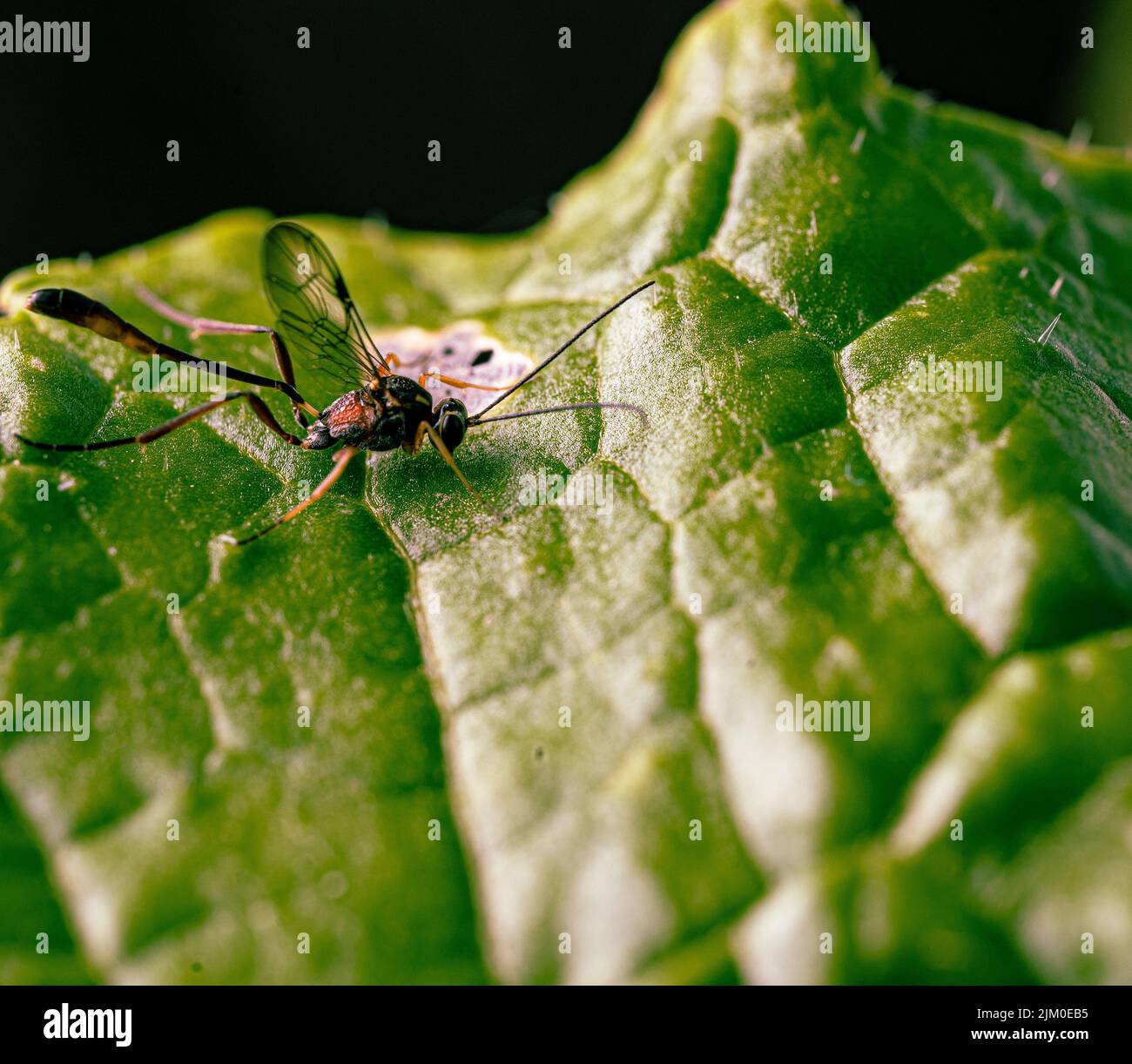 Parasitoid wasp hi-res stock photography and images - Alamy