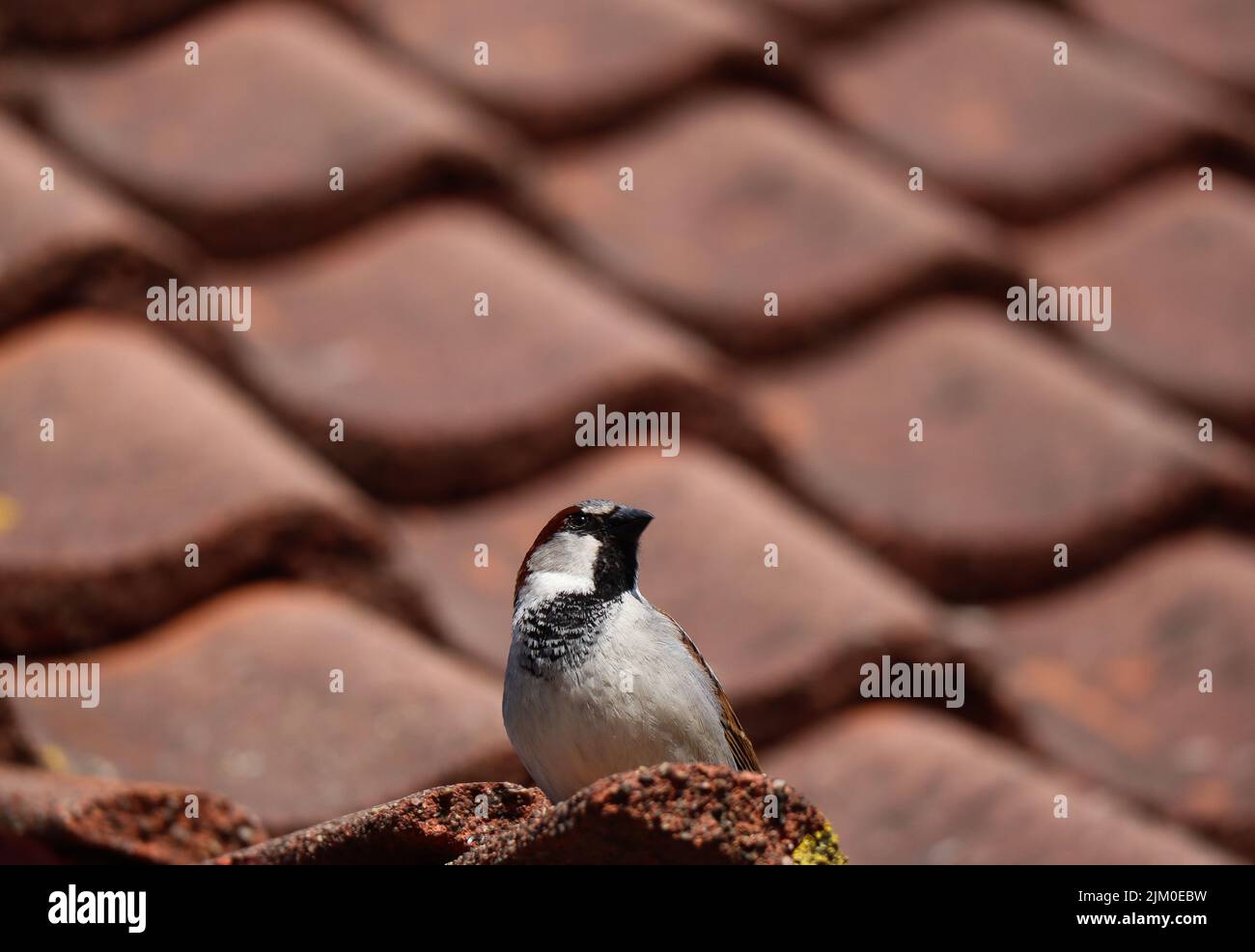 House sparrow building hi-res stock photography and images - Alamy